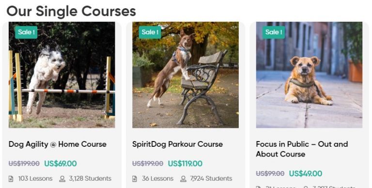 Spirit Dog Training Review - Is it helpful? - Allstealdeals